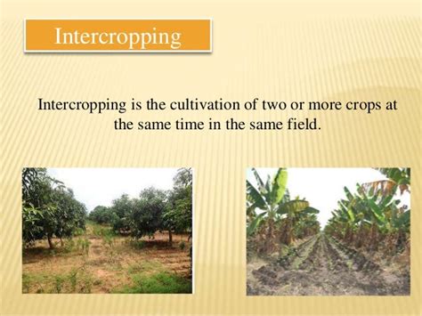 Intercropping In Fruit Crops