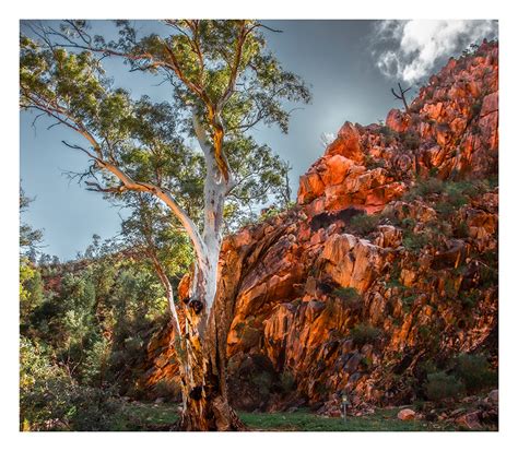 Gum Tree Flinders Ranges South Australia My Site