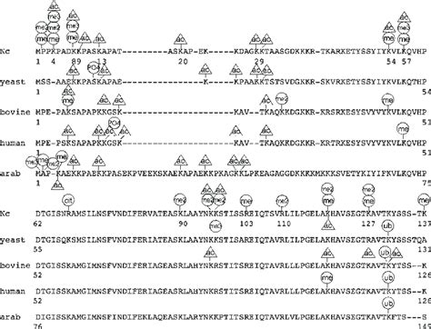 Comparison Of Neurospora Histone H2b Post Translational Modifications