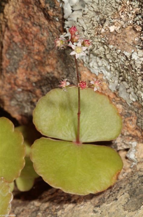 Crassula Umbella In Habitat Photographed North Of Clanwill Flickr