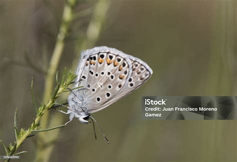 폴리옴마투스 에셔의 푸른 작은 나비는 아르테미시아 공장에서 균일한 반점과 반점이 있는 희끄무레한 색상의 희끄무레한 색의 나비 0명에 대한 스톡 사진 및 기타 이미지 Istock