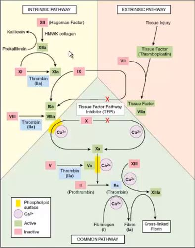 Blood Clotting Disorders Coagulation Flashcards Quizlet