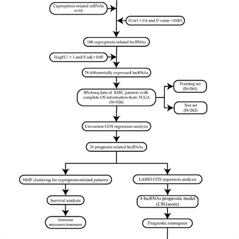 NMF Clustering Of Cuproptosis Phenotypes A Consensus Matrix Heatmap