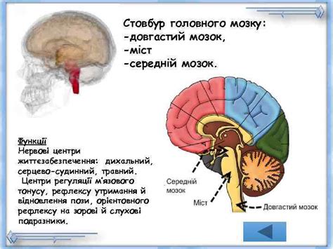 Будова і функції головного мозку