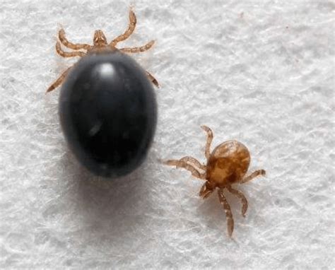Genetically Modified Ticks Could Fight Lyme Disease Genetic Literacy