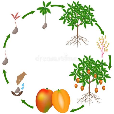 Mango Seed Clip Art