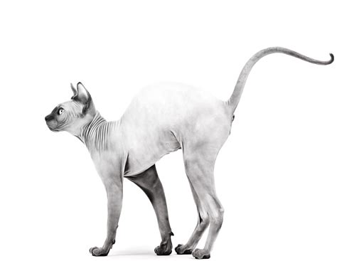 Sphynx Personality Health Nutrition Royal Canin US