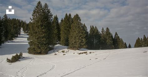 눈 속에 나무와 트랙이있는 눈 덮인 언덕 사진 Unsplash의 무료 스위스 이미지