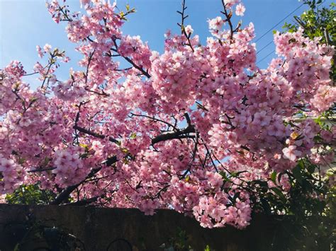 Early Blooming Cherry Blossoms KANSAI NARA Treasure Travel Nara
