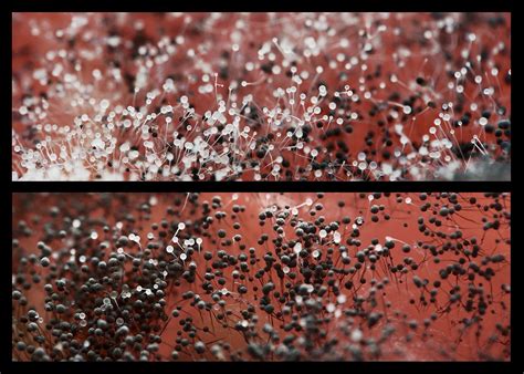 What Is Aspergillus Mold In Your Home And Should You Be Concerned