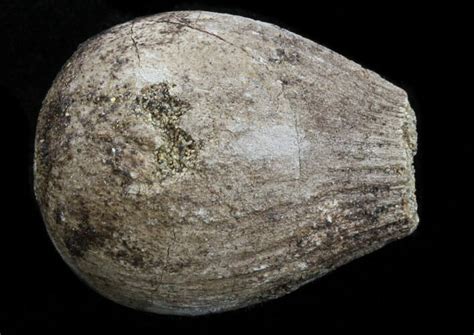 Cretaceous Palm Fruit Fossil Hell Creek Formation 34514 For Sale