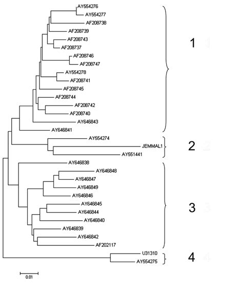 Dendrogram Depicting Phylogenetic Relationships Among Tunisian Isolate
