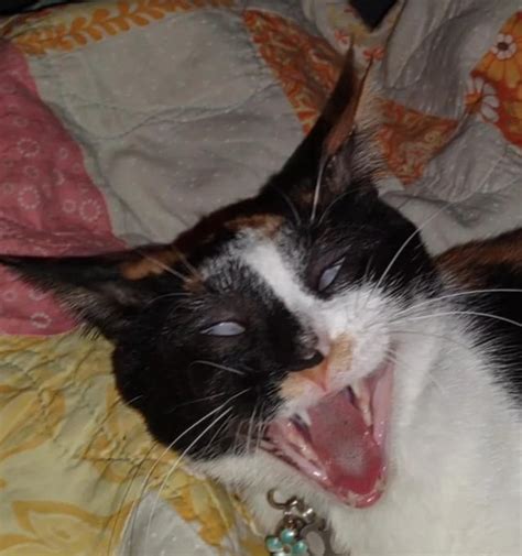 Pls Roast My Tubby Cat She Needs It Rroastmycat