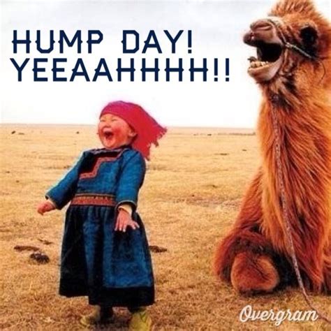 Hump Day Quotes For Facebook Quotesgram