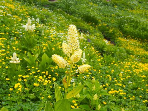 高原山麓の花図鑑2