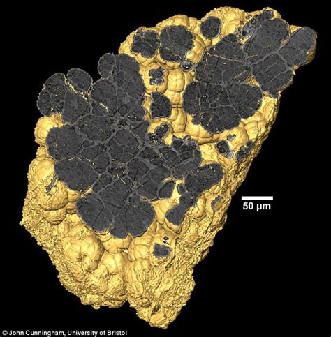 Weng An Biota Fossils Could Just Be Algae Daily Mail Online