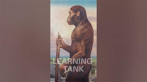 Ramapithecus The Human Ancestor Youtube