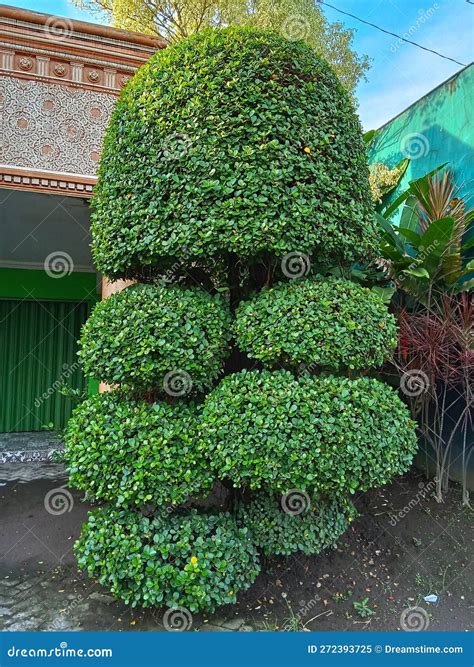Ficus Benjamina Or Banyan Tree Stock Image Image Of Large Evergreen