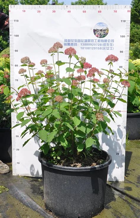 粉色贝拉安娜绣球 花瓣网