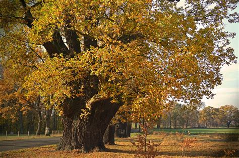 Oak Decline Treecosystems