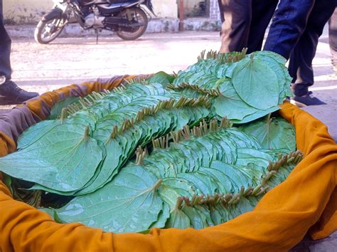 Changing Climate Hits Kukdeshwar S Betel Leaf