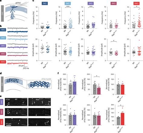 Homeostatic Plasticity Response Counteracts Increased Excitatory Drive