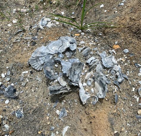 Fossilized Oyster Bed 30 Miles Inland R Fossils