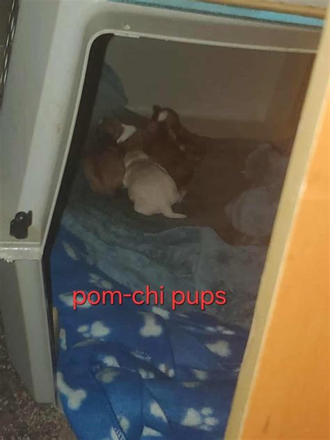 Pom Chi Puppies