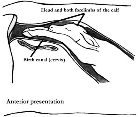 29 Best Images About Reproduction Calving And Calves On Pinterest Portal A Cow And Cattle