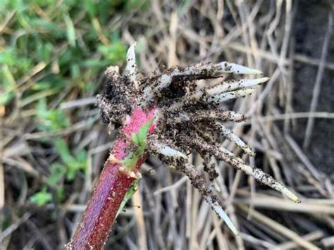 Root Propagation Through Layering Exploring The Different Methods