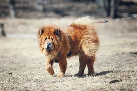 チャウチャウ犬の飼い方は？性格・寿命・飼い方の注意点をチェックしよう！