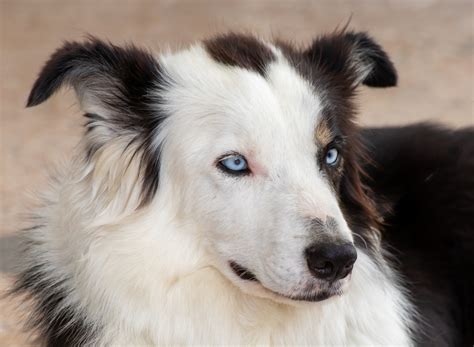 Dog Border Collie Canine Free Photo On Pixabay