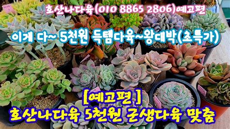 예고편 대박초특가 호산나다육 5천원 묵둥군생다육들로 맞춤🍁미리보시고 득템기회 누리세요💞화려한 단풍 다육군생succulents