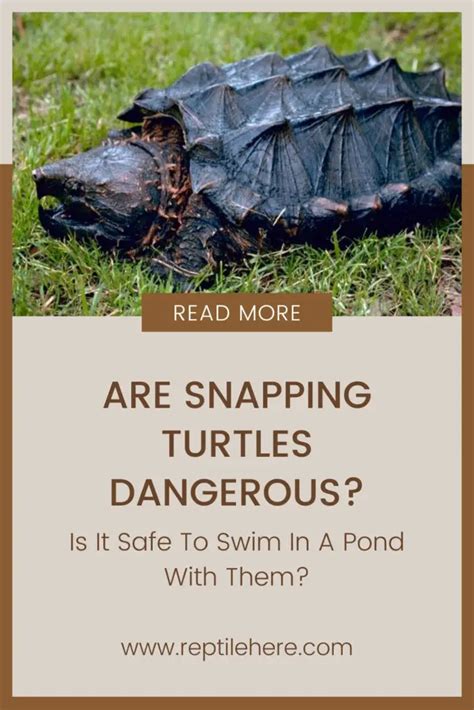 Are Snapping Turtles Dangerous Is It Safe To Swim In A Pond With Them