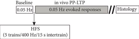 Ka Induced Alterations In The Dg Modify In Vivo Perforant Pathway Ltp
