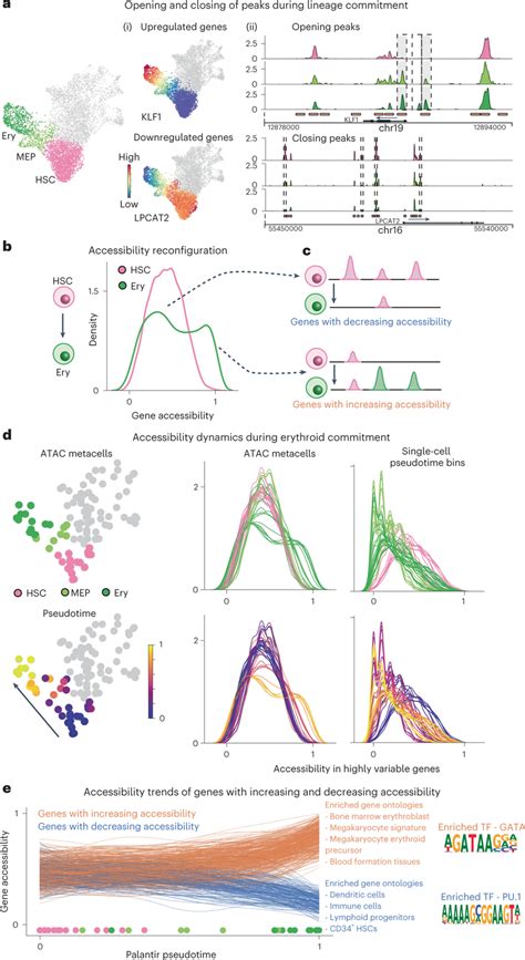 Charting Chromatin Accessibility Of Hematopoietic Differentiation Using