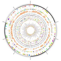 Large CIRCOS Circular Genome Data Visualization
