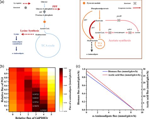 α‐aminoadipate Overproducing Strategies In Recombinant Escherichia