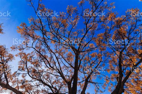 파란색과 구름 없는 하늘의 배경에 노란 잎이 있는 나무의 큰 가지 0명에 대한 스톡 사진 및 기타 이미지 0명 가을 개념 Istock