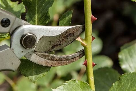 Propagating Rose Cuttings Using The Potato Method Made Easy