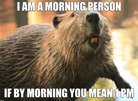 Beaver Memes And S Imgflip