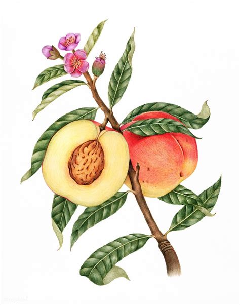 Peach Tree Flowers Drawing