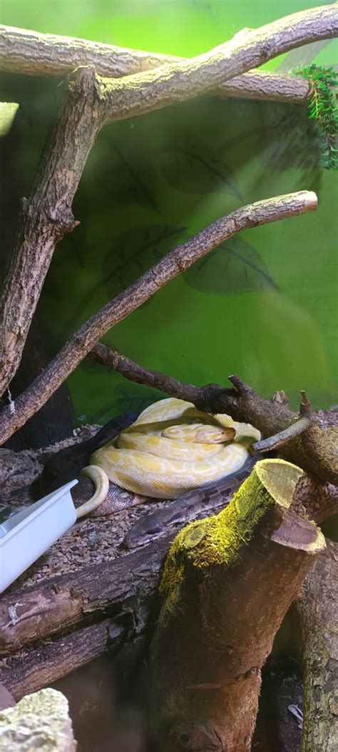 Boa Constrictor And Albino Burmese Python Zoochat