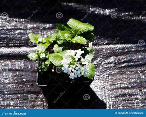 Pachyphragma Macrophyllum Stock Image Image Of Pachyphragma 72350645