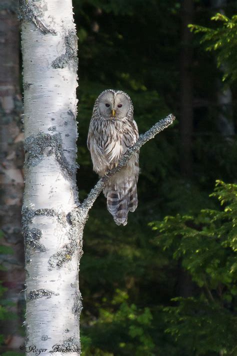 Naturfotografer Sverige Vackra natur och landskapsbilder att köpa