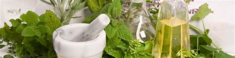 Cow Parsnip Uk Cow Parsnip Alternatives Naturemedies