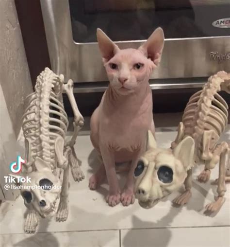 Nudacris The Sphynx Is An Entertaining Naked Feline Menace