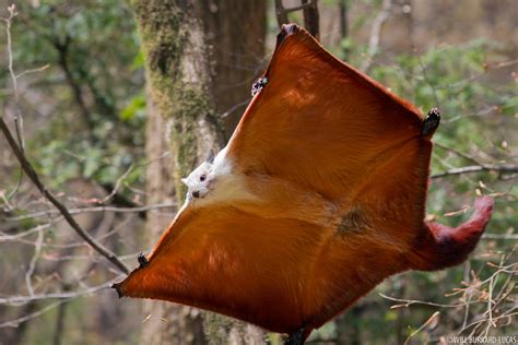 Giant Flying Squirrel Will Burrard Lucas