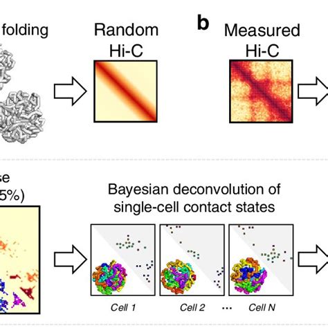 Chromatix Modeling Pipeline A Random Polymers Are Generated Using