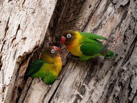 Two Fischers Lovebirds Agapornis Fischeri Nuzzle Each Other
